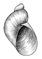 Mollusks : Carnegie Museum of Natural History