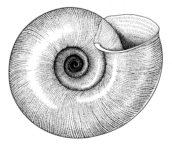 Mollusks : Carnegie Museum of Natural History