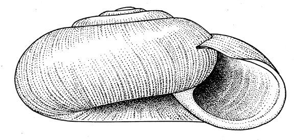 Mollusks : Carnegie Museum of Natural History