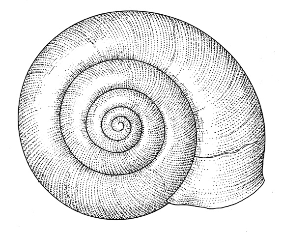 Mollusks : Carnegie Museum of Natural History