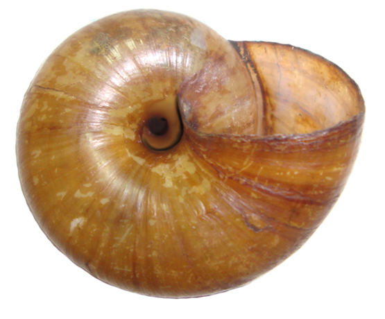 Mollusks : Carnegie Museum of Natural History