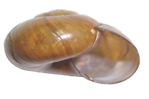 Mollusks : Carnegie Museum of Natural History