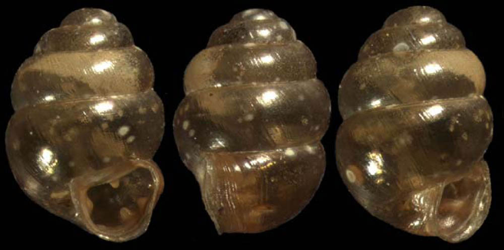 Mollusks : Carnegie Museum of Natural History