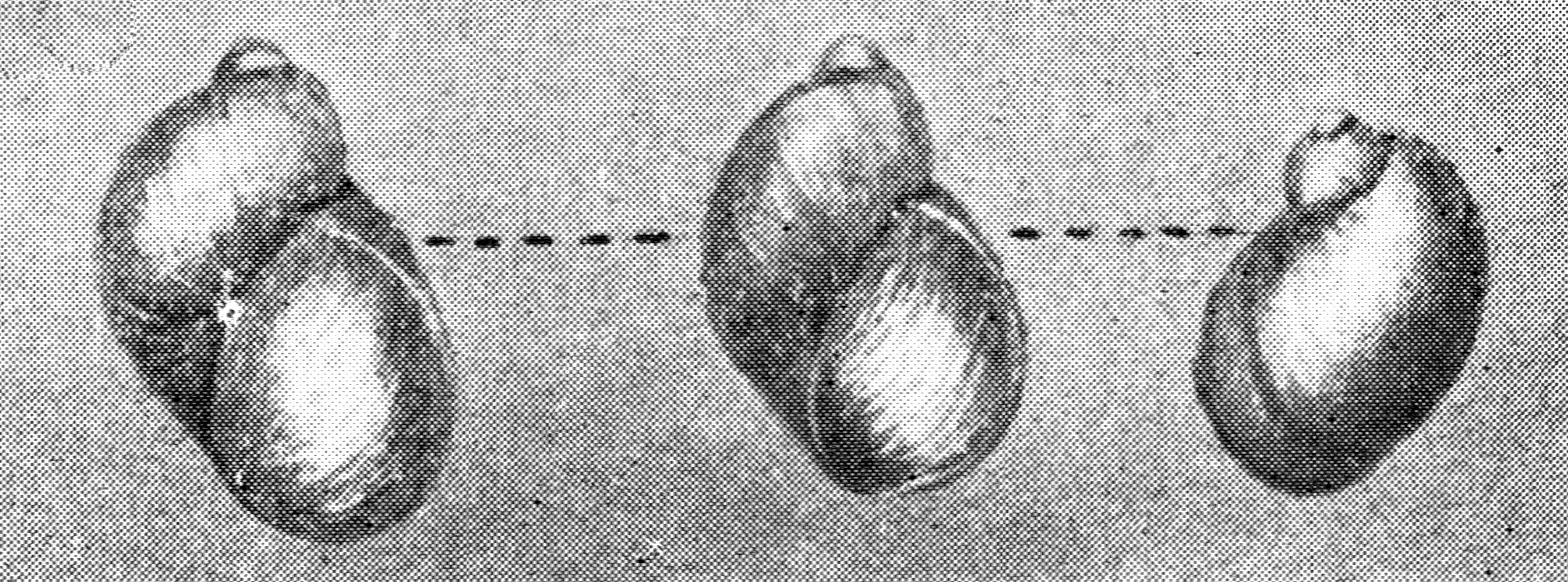 Mollusks : Carnegie Museum of Natural History