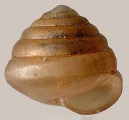 Mollusks : Carnegie Museum of Natural History
