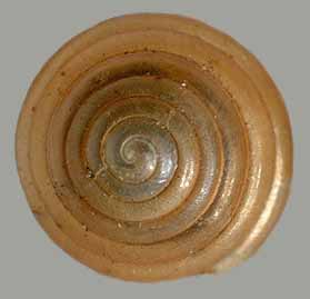 Mollusks : Carnegie Museum of Natural History