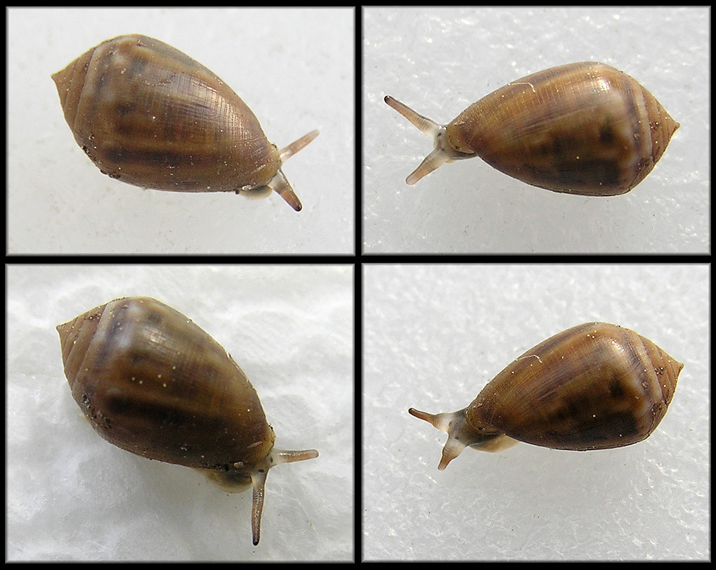 Mollusks : Carnegie Museum of Natural History