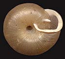 Mollusks : Carnegie Museum of Natural History