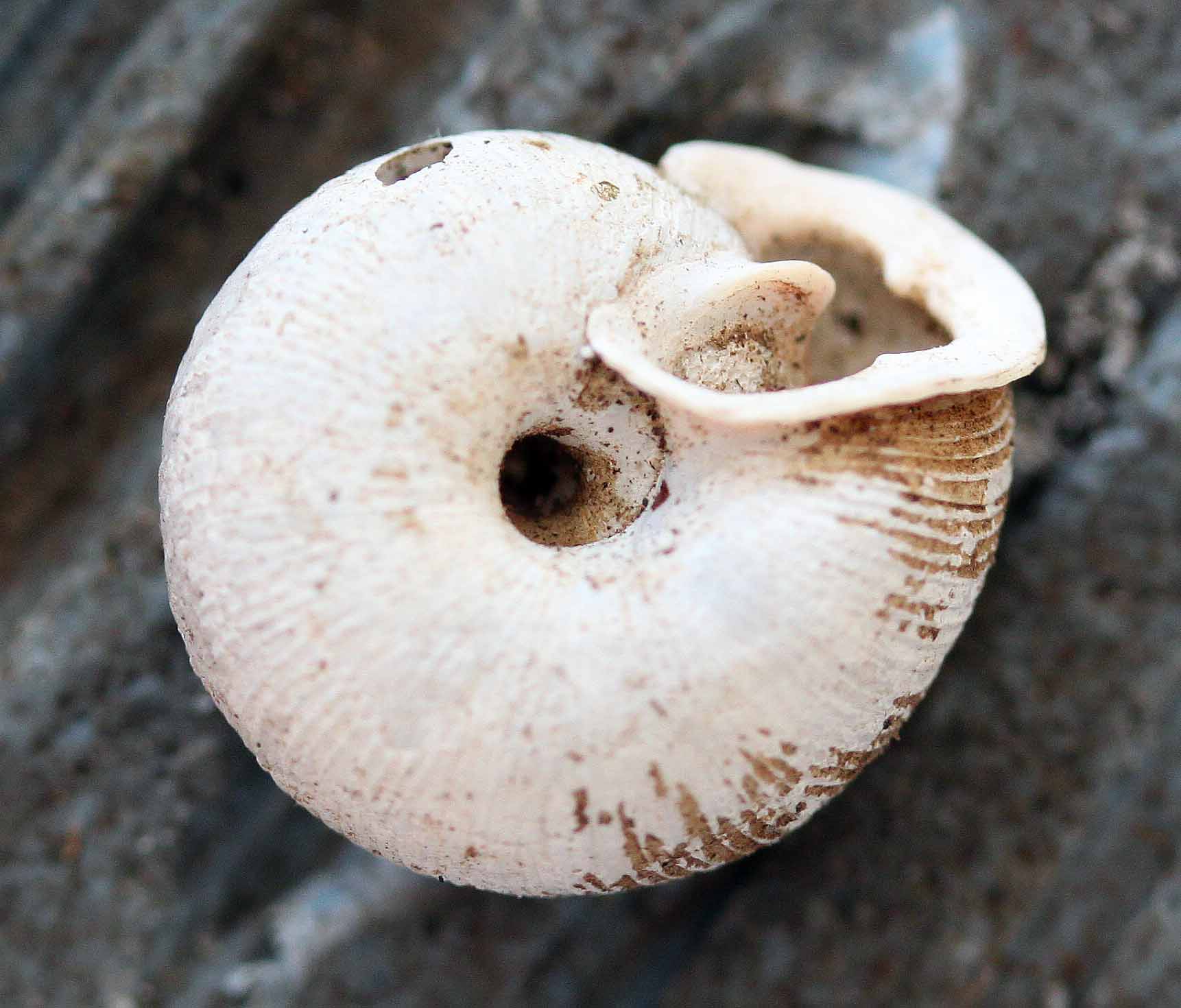 Mollusks : Carnegie Museum of Natural History